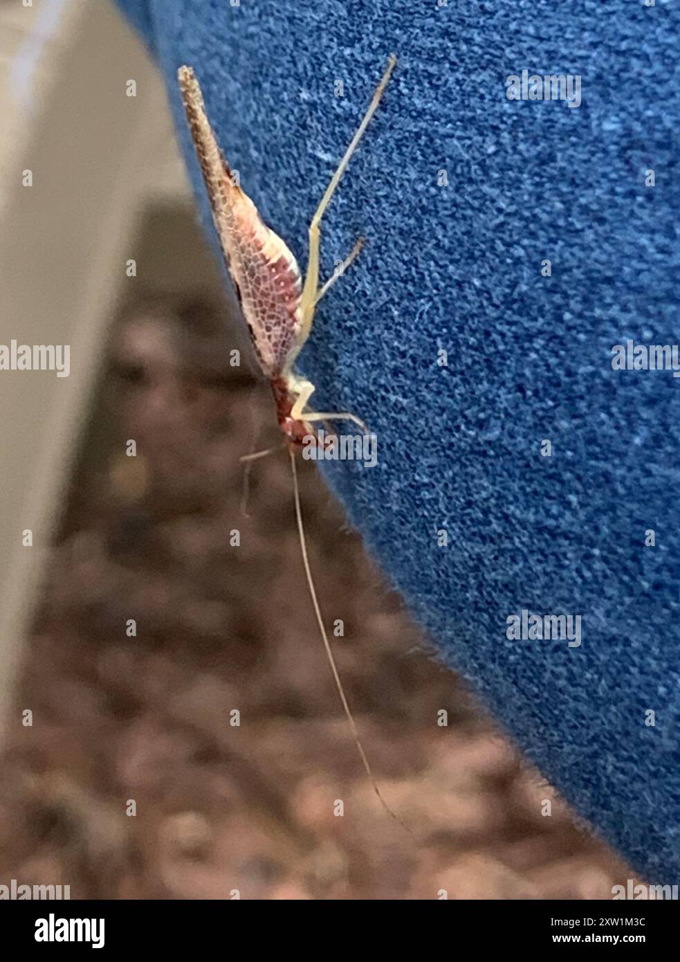 Two-spotted Tree Cricket (Neoxabea bipunctata) Insecta Stock Photo - Alamy