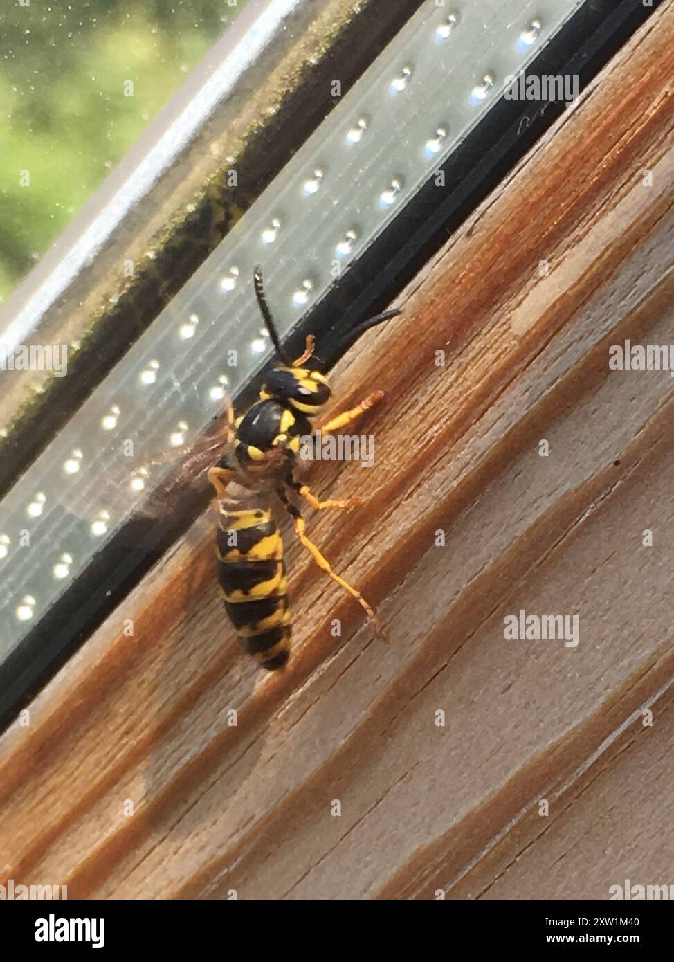 German Yellowjacket (Vespula germanica) Insecta Stock Photo - Alamy
