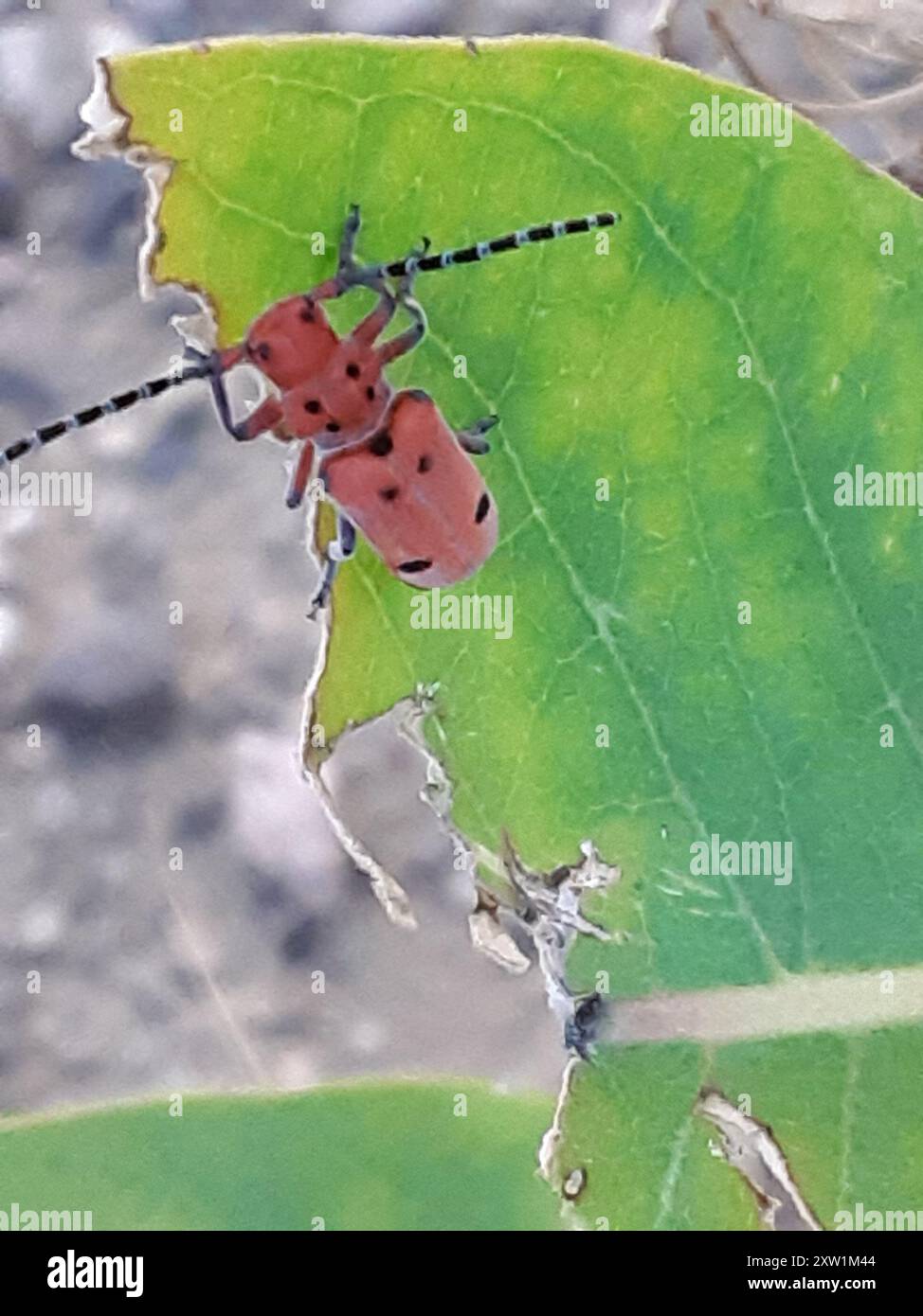 Red-femured Milkweed Borer (Tetraopes femoratus) Insecta Stock Photo ...