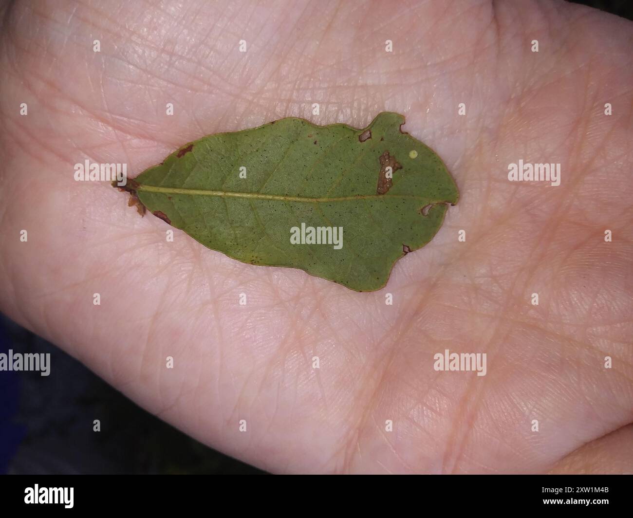 Chapman's Oak (Quercus chapmanii) Plantae Stock Photo - Alamy