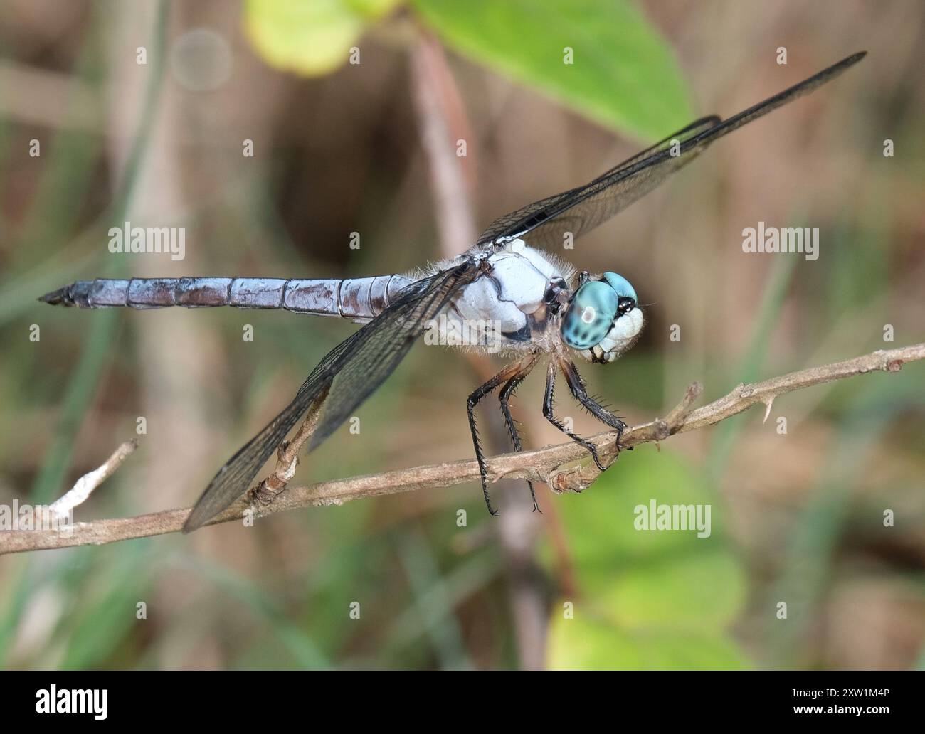 Great Blue Skimmer (Libellula vibrans) Insecta Stock Photo - Alamy