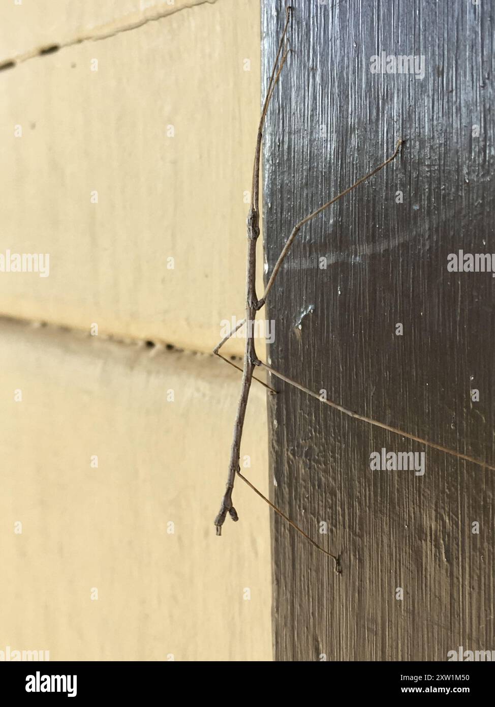 Stick Insects (Phasmida) Insecta Stock Photo - Alamy