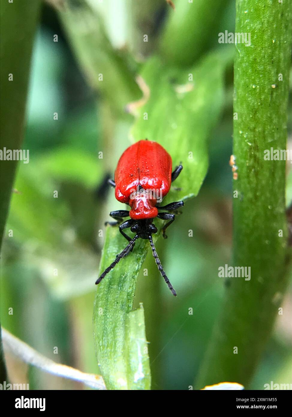Lily Leaf Beetle (Lilioceris lilii) Insecta Stock Photo - Alamy