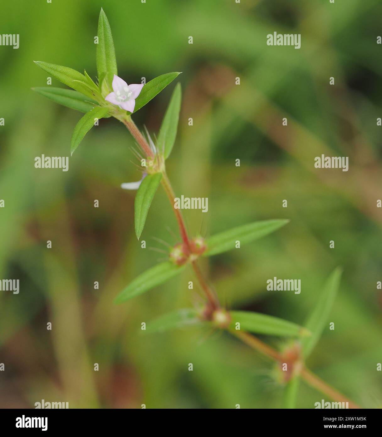 rough buttonweed (Hexasepalum teres) Plantae Stock Photo - Alamy