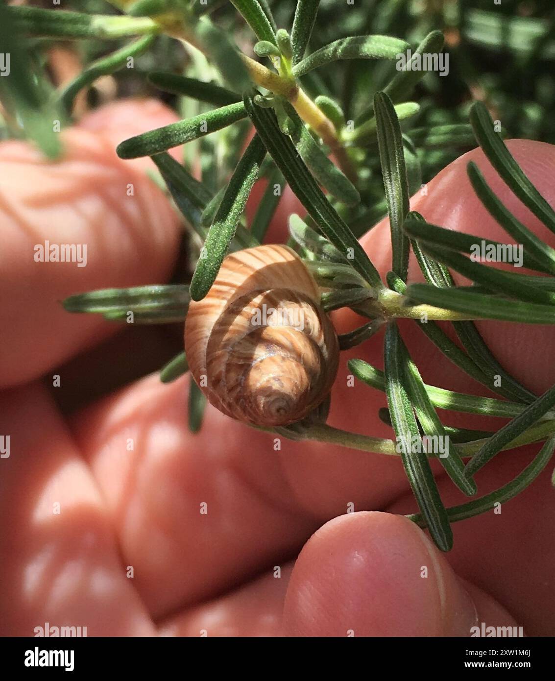 Ghost Bulimulus (Bulimulus bonariensis) Mollusca Stock Photo - Alamy