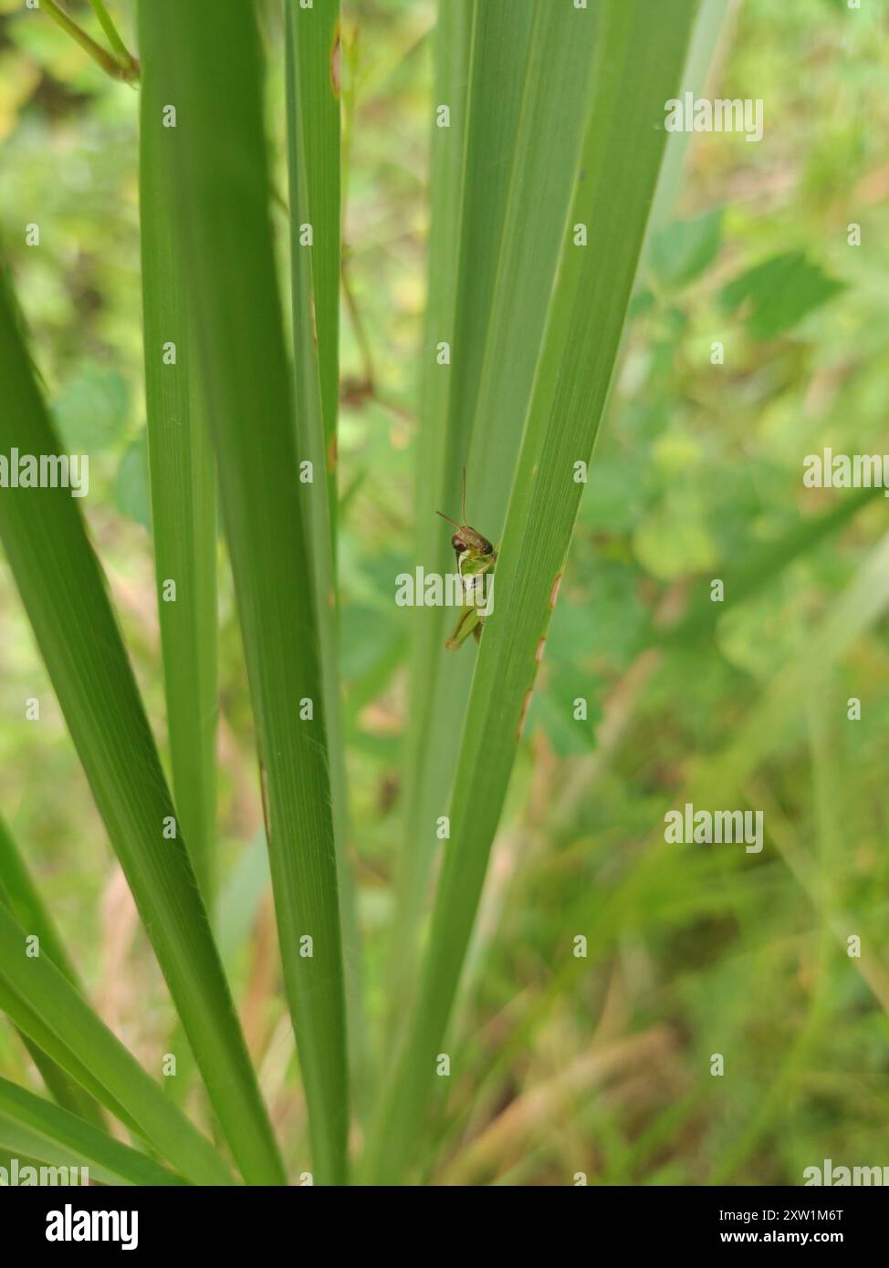 Spur-throated Grasshoppers (Melanoplinae) Insecta Stock Photo - Alamy