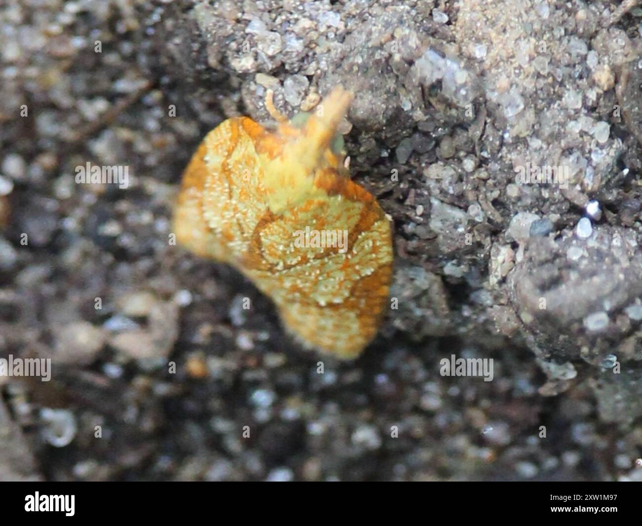 Reticulated Fruitworm Moth (Cenopis reticulatana) Insecta Stock Photo ...