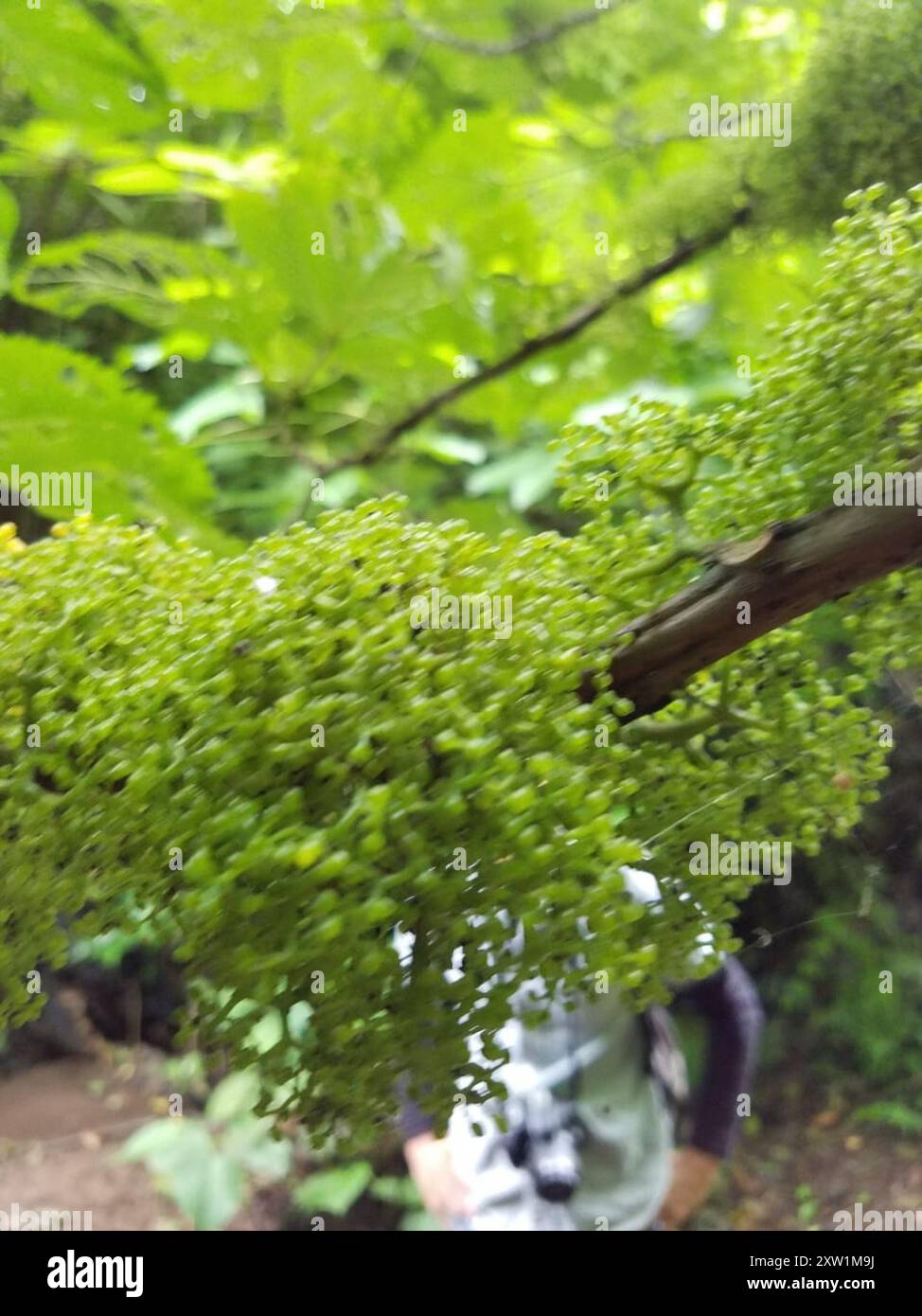 Scratchbush (Urera baccifera) Plantae Stock Photo - Alamy