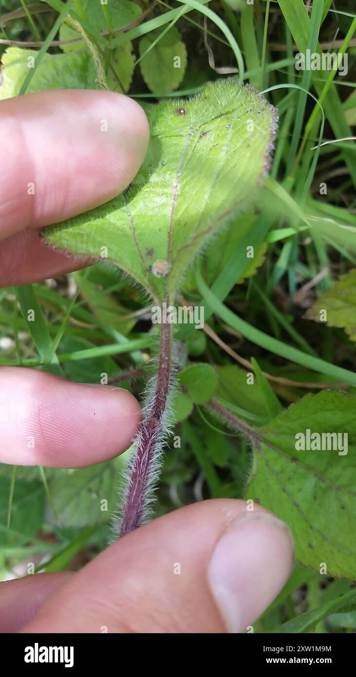 billygoat weed (Ageratum conyzoides) Plantae Stock Photo - Alamy