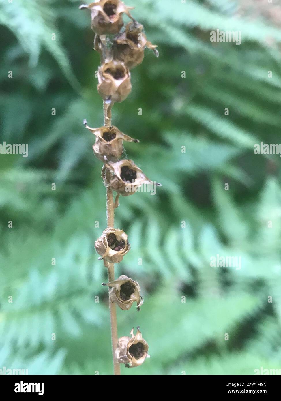 fringe cups (Tellima grandiflora) Plantae Stock Photo - Alamy