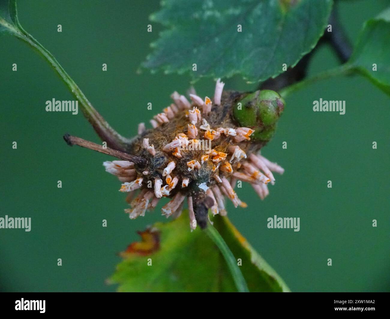 Juniper-hawthorn rust (Gymnosporangium globosum) Fungi Stock Photo - Alamy