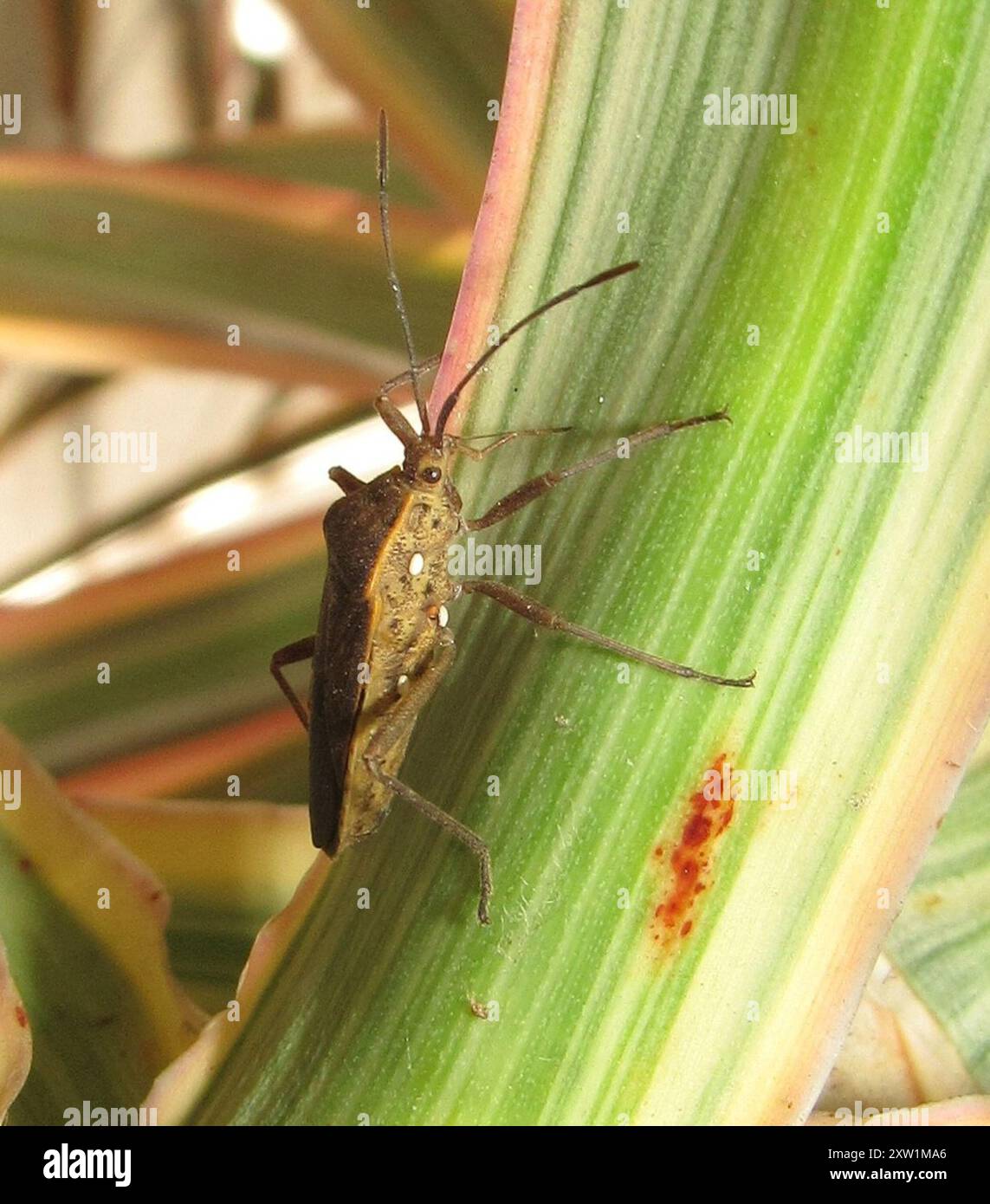 Squash Bugs (Anasa) Insecta Stock Photo - Alamy