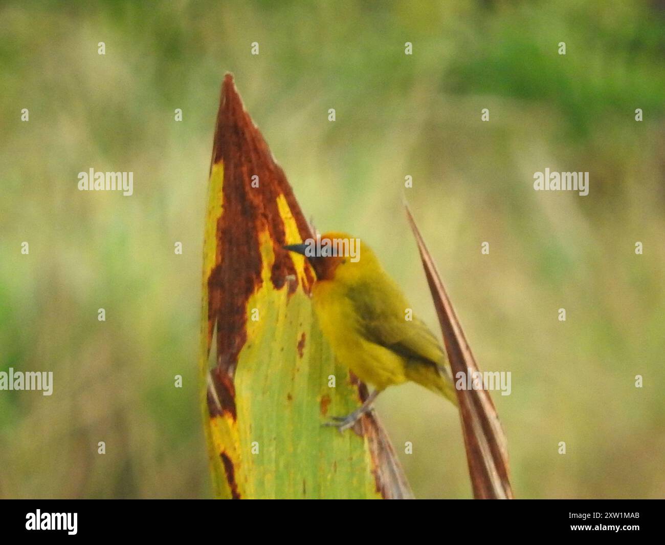 Spectacled Weaver (Ploceus ocularis) Aves Stock Photo - Alamy