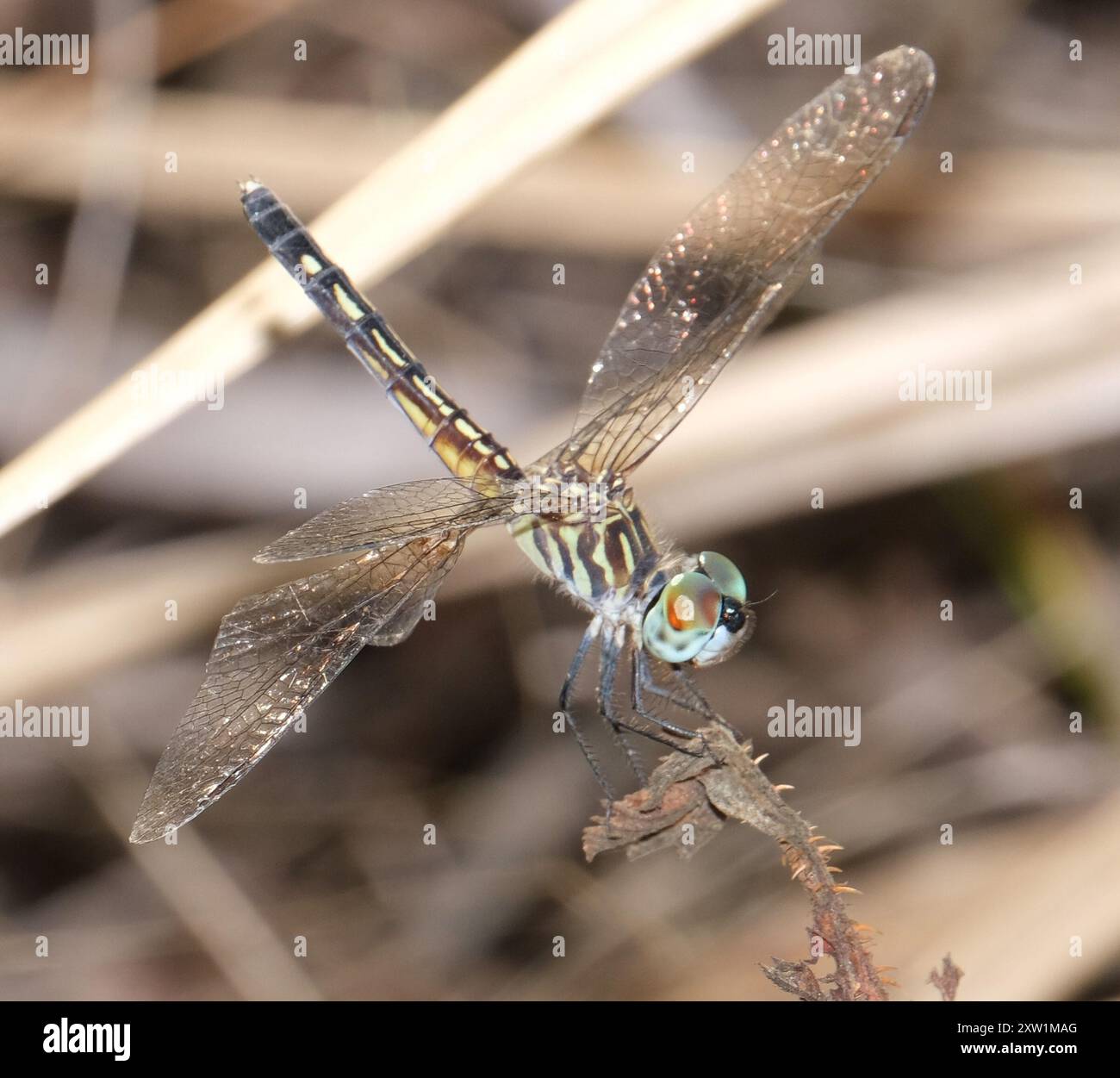 Blue Dasher (Pachydiplax longipennis) Insecta Stock Photo - Alamy