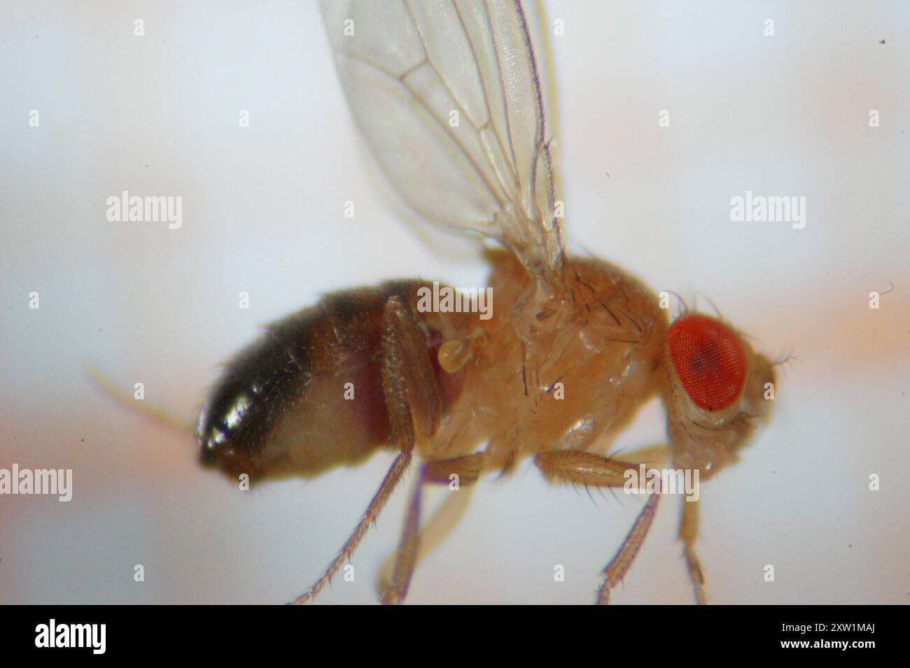 Common Fruit Fly (Drosophila melanogaster) Insecta Stock Photo - Alamy