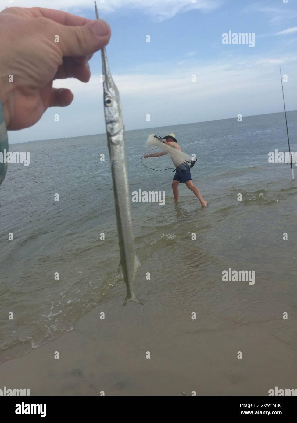 Atlantic needlefish hi-res stock photography and images - Alamy