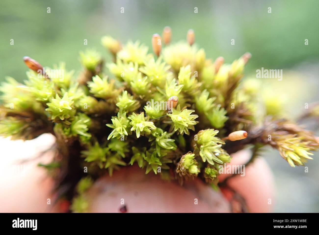 Yellow Fringe-moss (Racomitrium aciculare) Plantae Stock Photo - Alamy