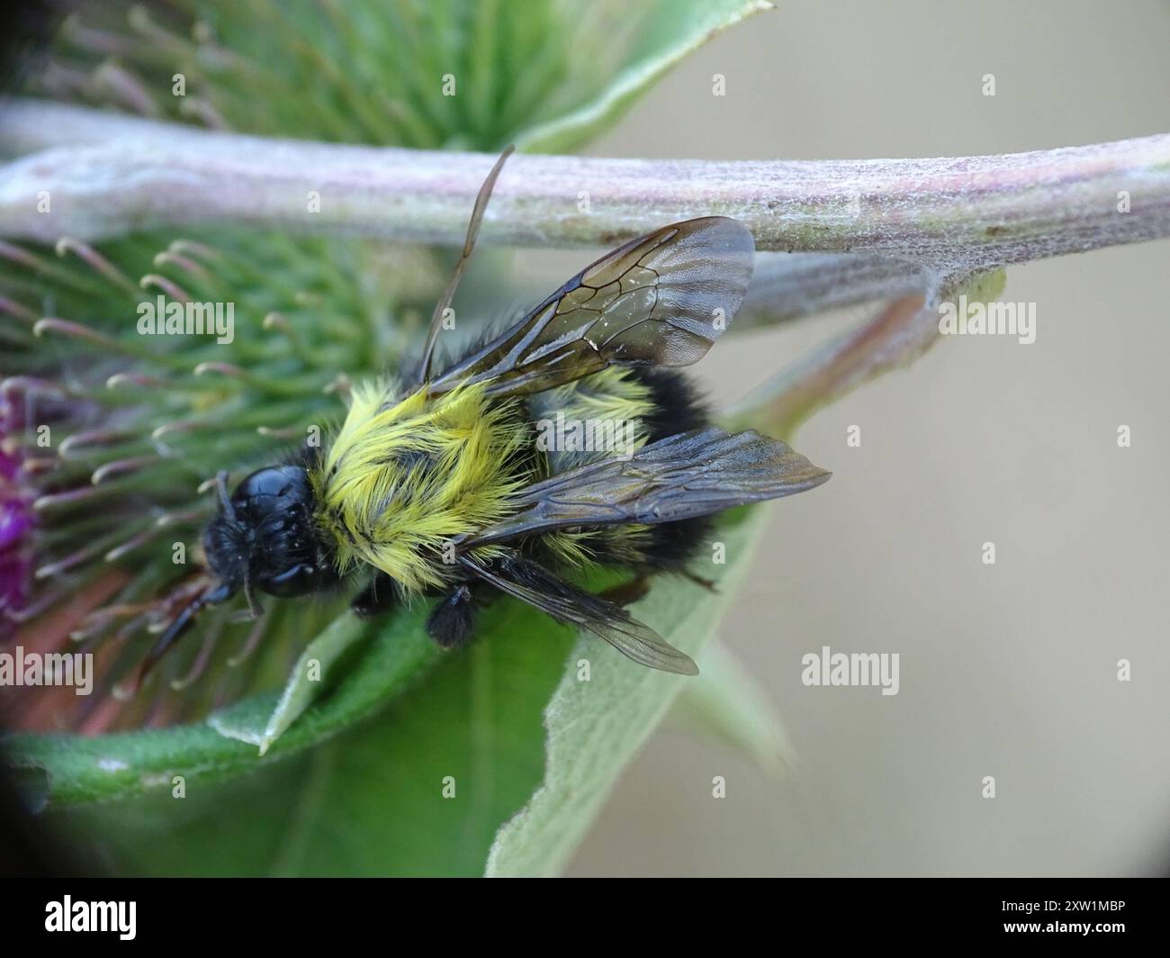Perplexing Bumble Bee (Bombus perplexus) Insecta Stock Photo - Alamy