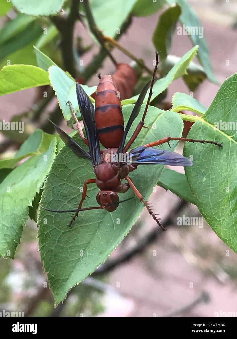 Rusty Spider Wasp (Tachypompilus ferrugineus) Insecta Stock Photo - Alamy