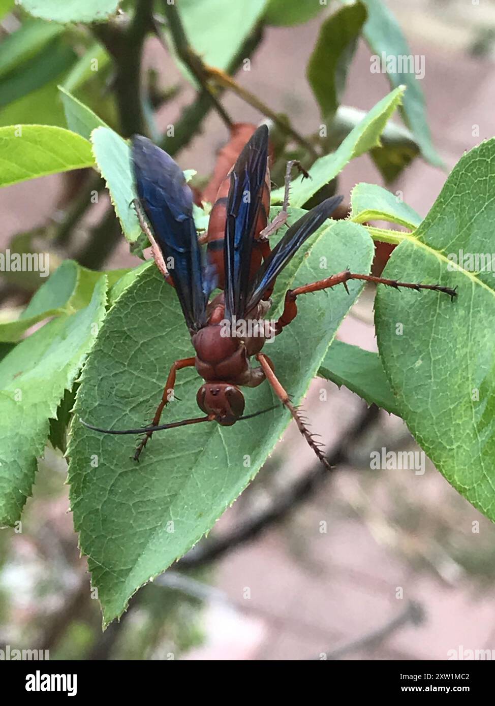 Rusty spider wasp hi-res stock photography and images - Alamy