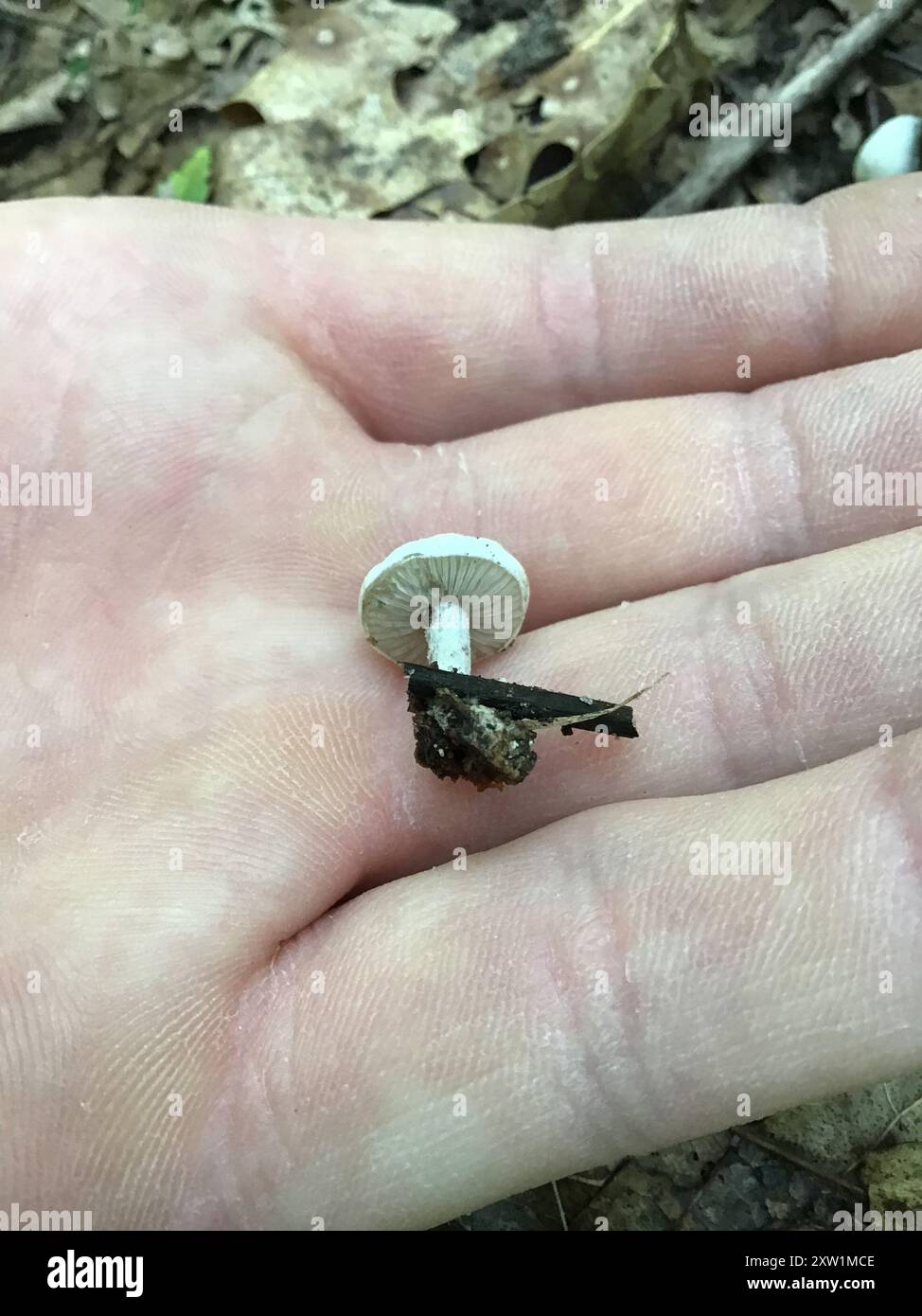 Powder Cap (Asterophora lycoperdoides) Fungi Stock Photo - Alamy