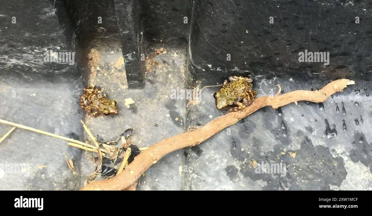 Cliff Chirping Frog (Eleutherodactylus marnockii) Amphibia Stock Photo ...