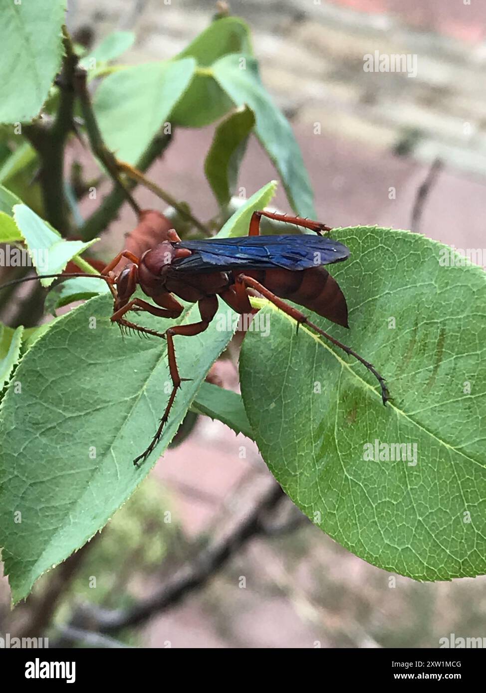 Rusty Spider Wasp (Tachypompilus ferrugineus) Insecta Stock Photo - Alamy