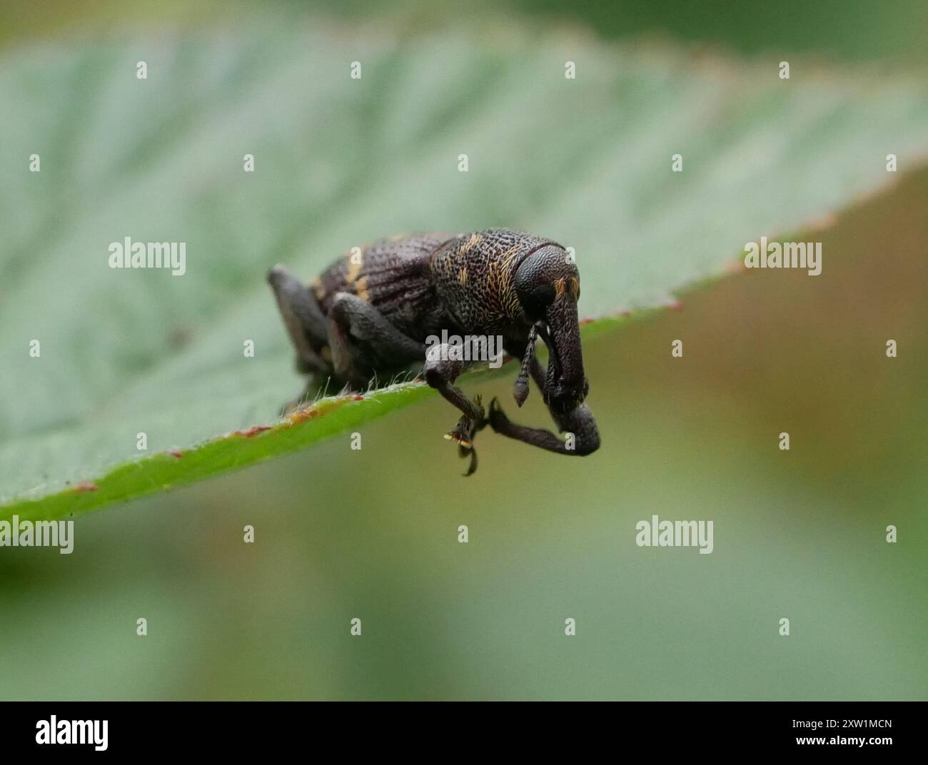 Large Pine Weevil (Hylobius abietis) Insecta Stock Photo - Alamy