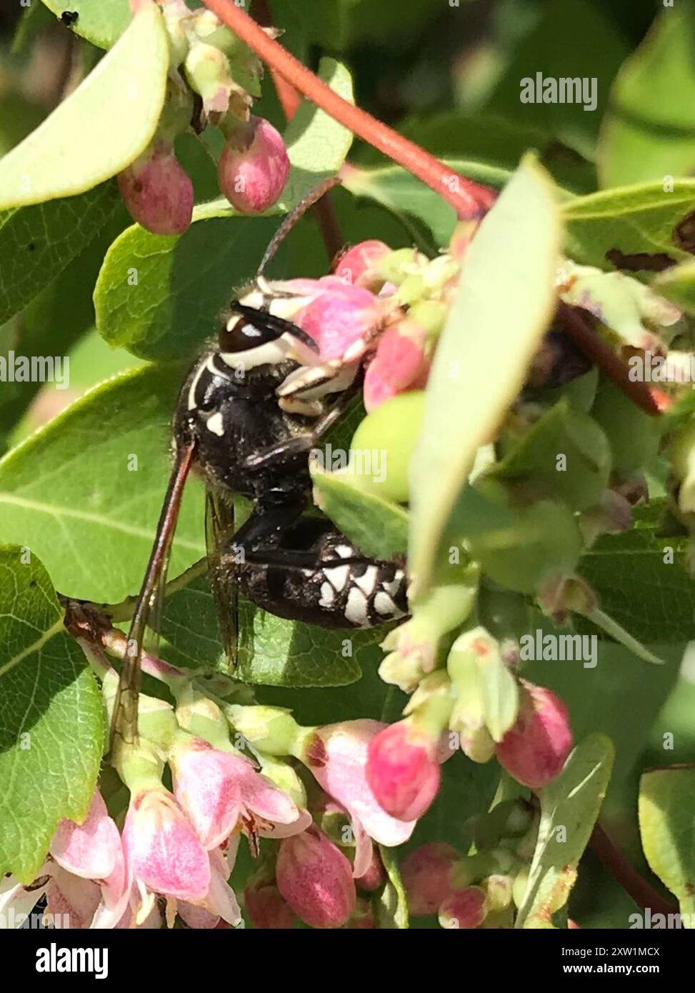 Bald-faced Hornet (Dolichovespula maculata) Insecta Stock Photo - Alamy