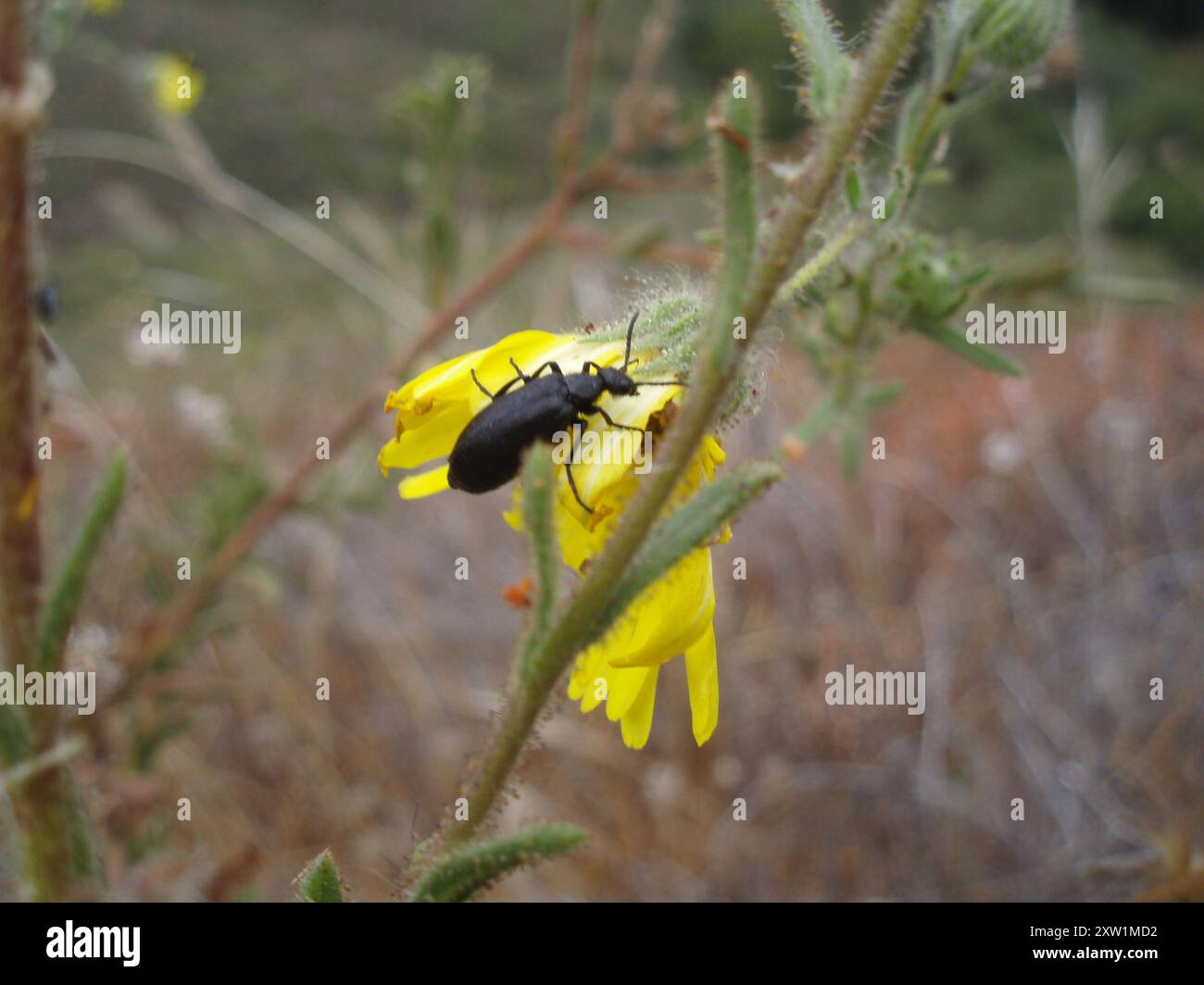 Burning Blister Beetles (Epicauta) Insecta Stock Photo - Alamy
