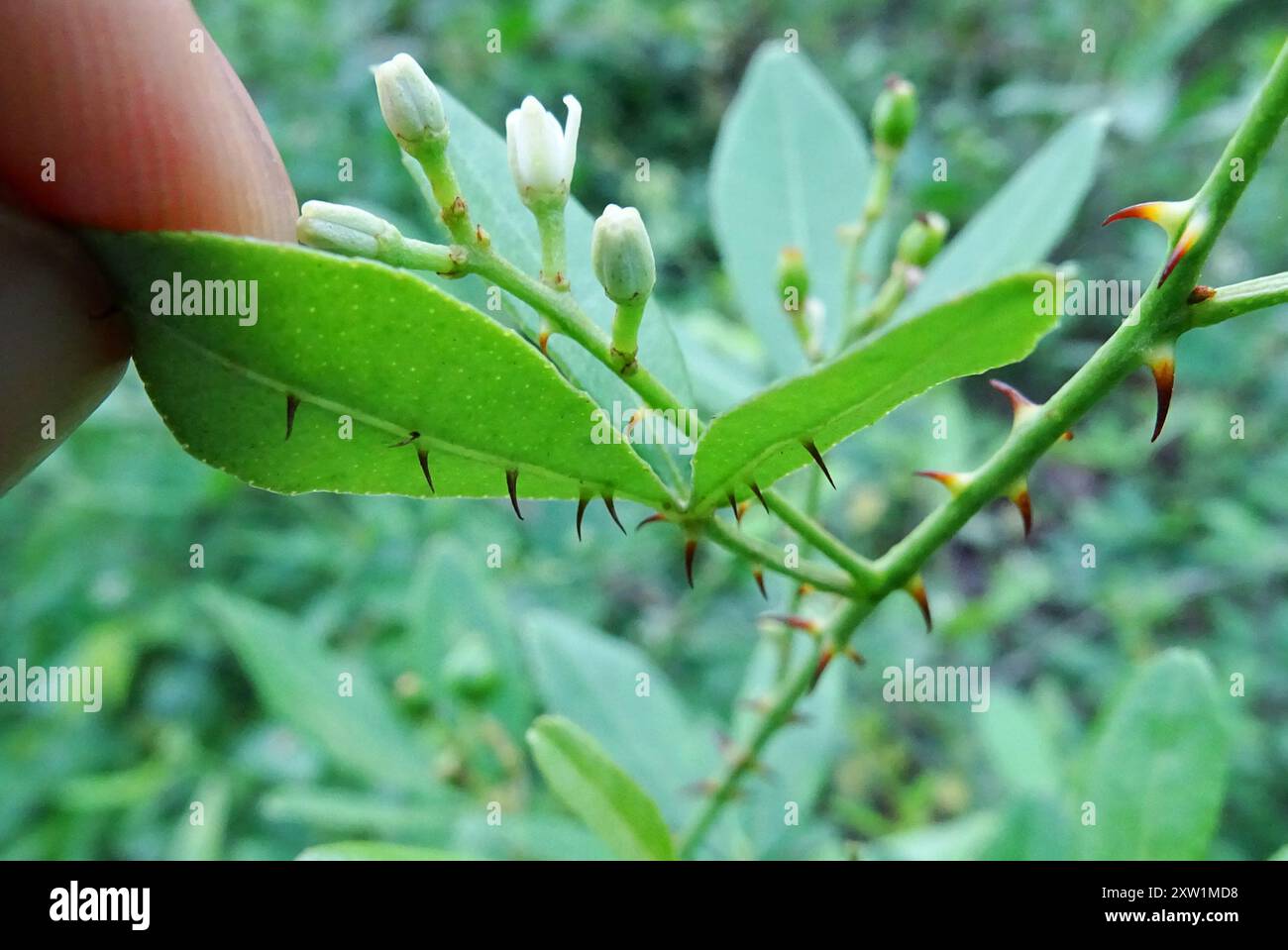 orange climber (Zanthoxylum asiaticum) Plantae Stock Photo - Alamy