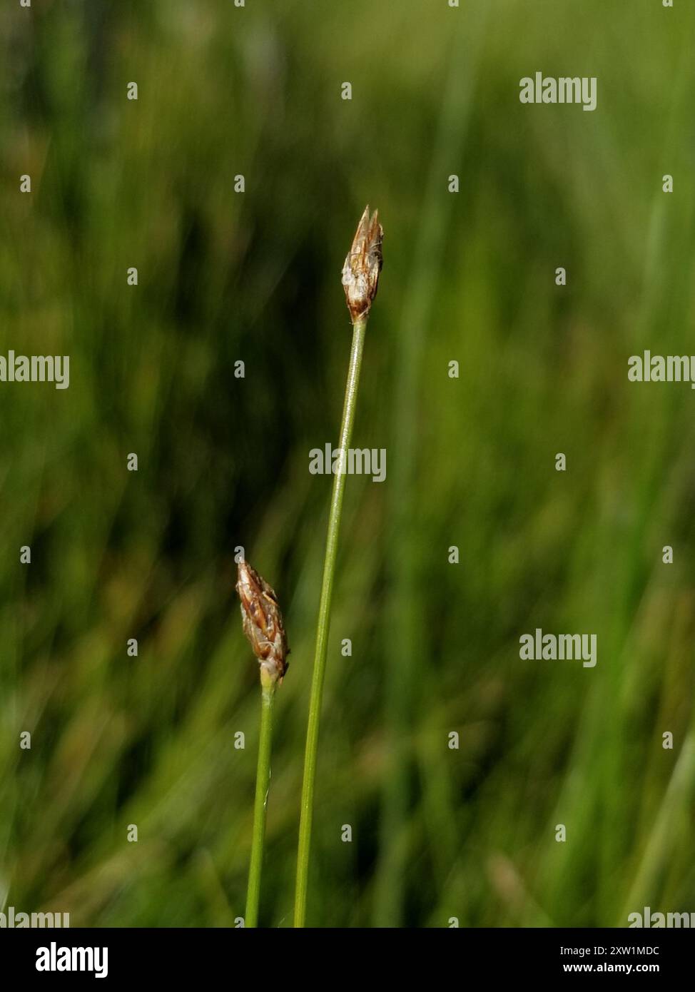 Common Spike-rush (Eleocharis palustris) Plantae Stock Photo - Alamy