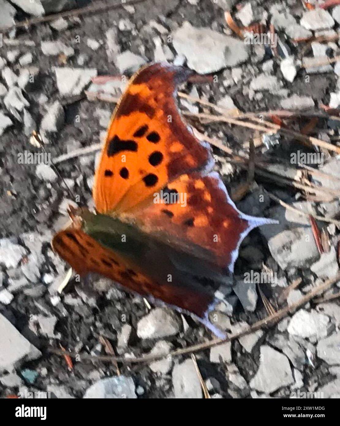 Question Mark (Polygonia interrogationis) Insecta Stock Photo - Alamy