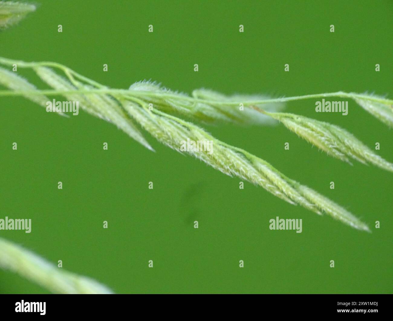 rice cutgrass (Leersia oryzoides) Plantae Stock Photo - Alamy