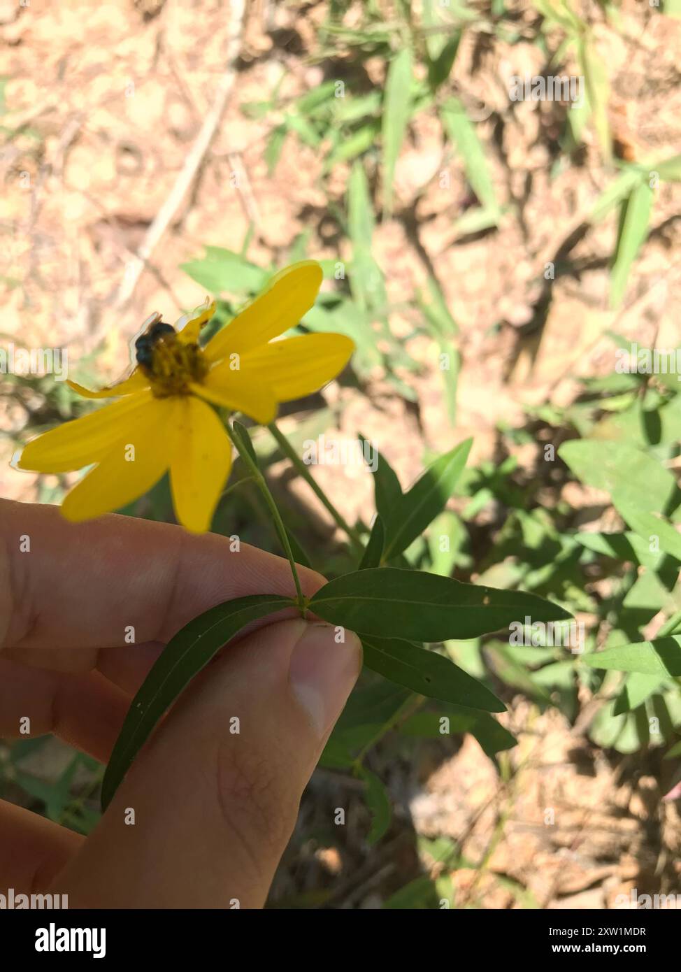 Greater Tickseed (Coreopsis major) Plantae Stock Photo - Alamy