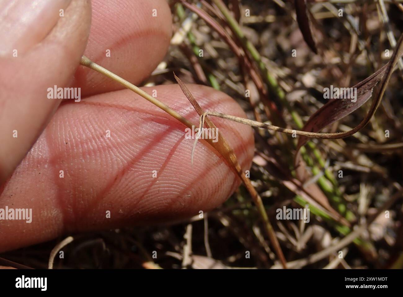 (Moraea stricta) Plantae Stock Photo - Alamy
