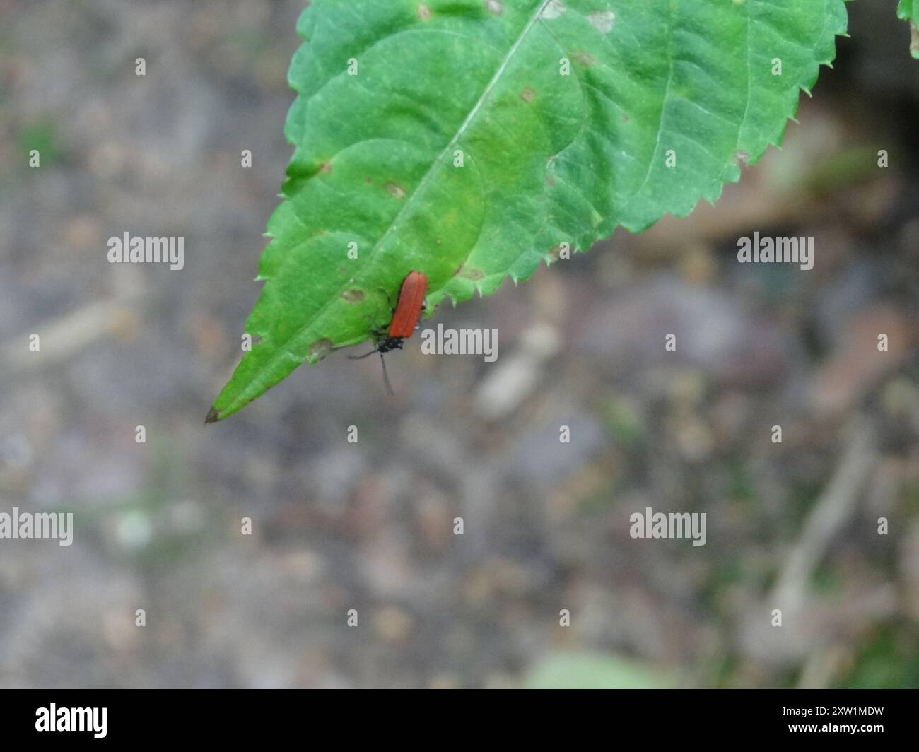 (Platycis minutus) Insecta Stock Photo - Alamy