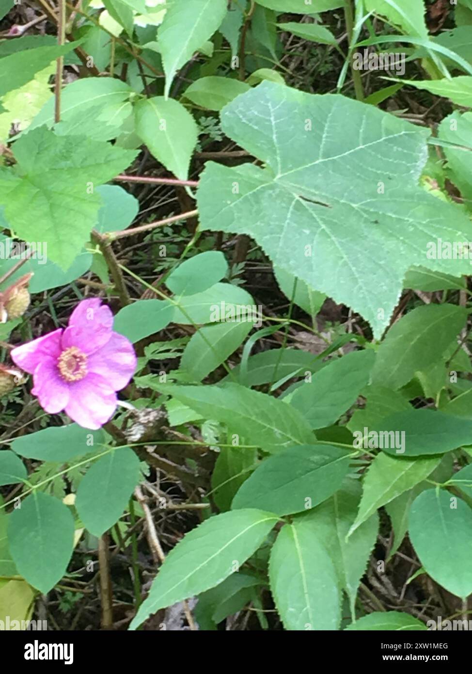 purple-flowered raspberry (Rubus odoratus) Plantae Stock Photo - Alamy
