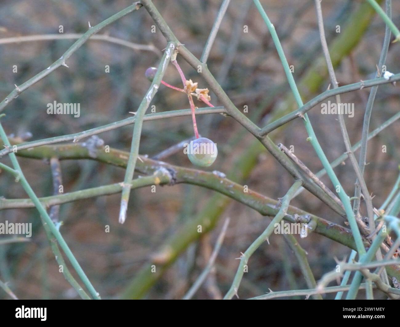 Capparis decidua hi-res stock photography and images - Alamy