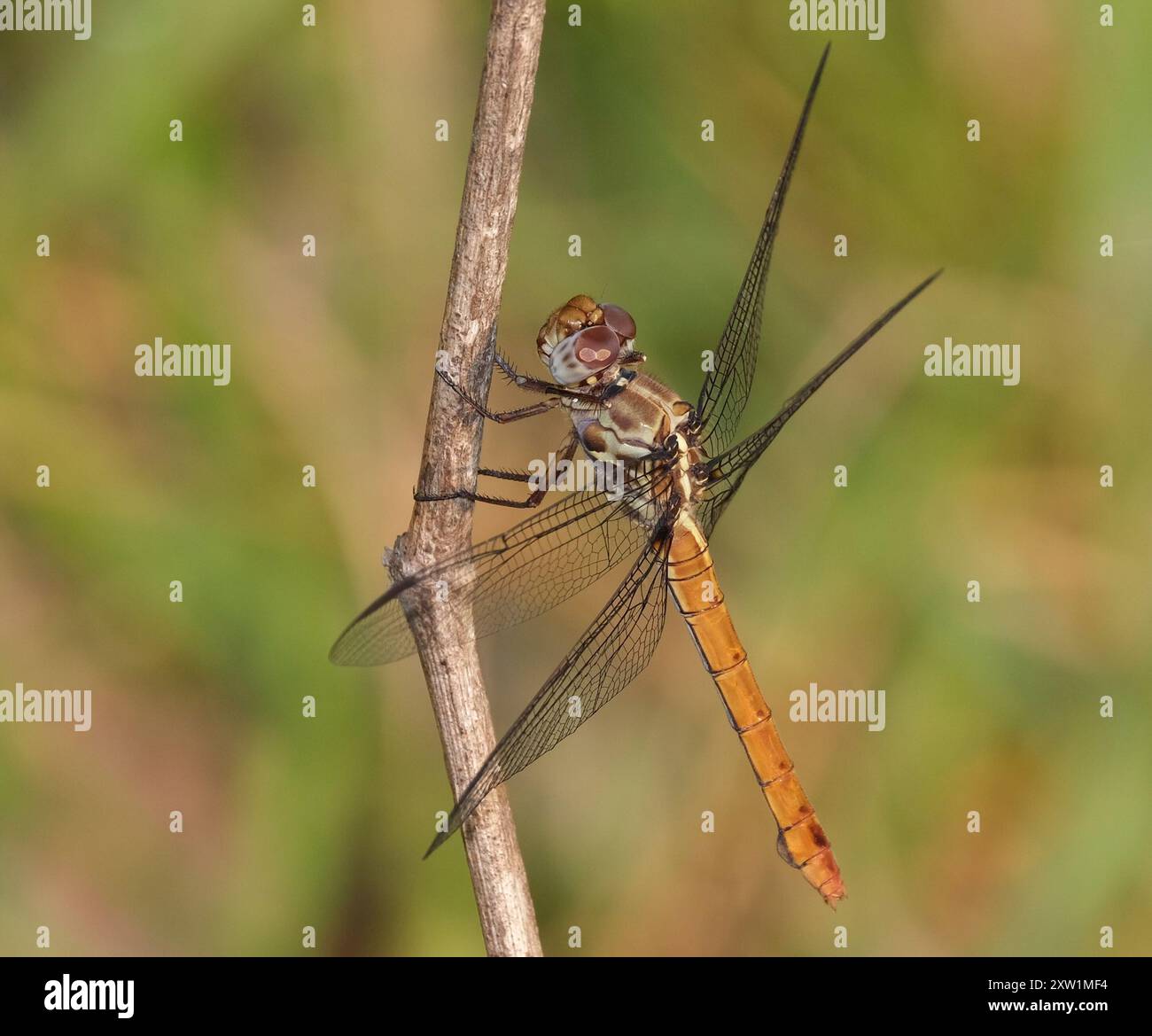 Roseate Skimmer (Orthemis ferruginea) Insecta Stock Photo - Alamy