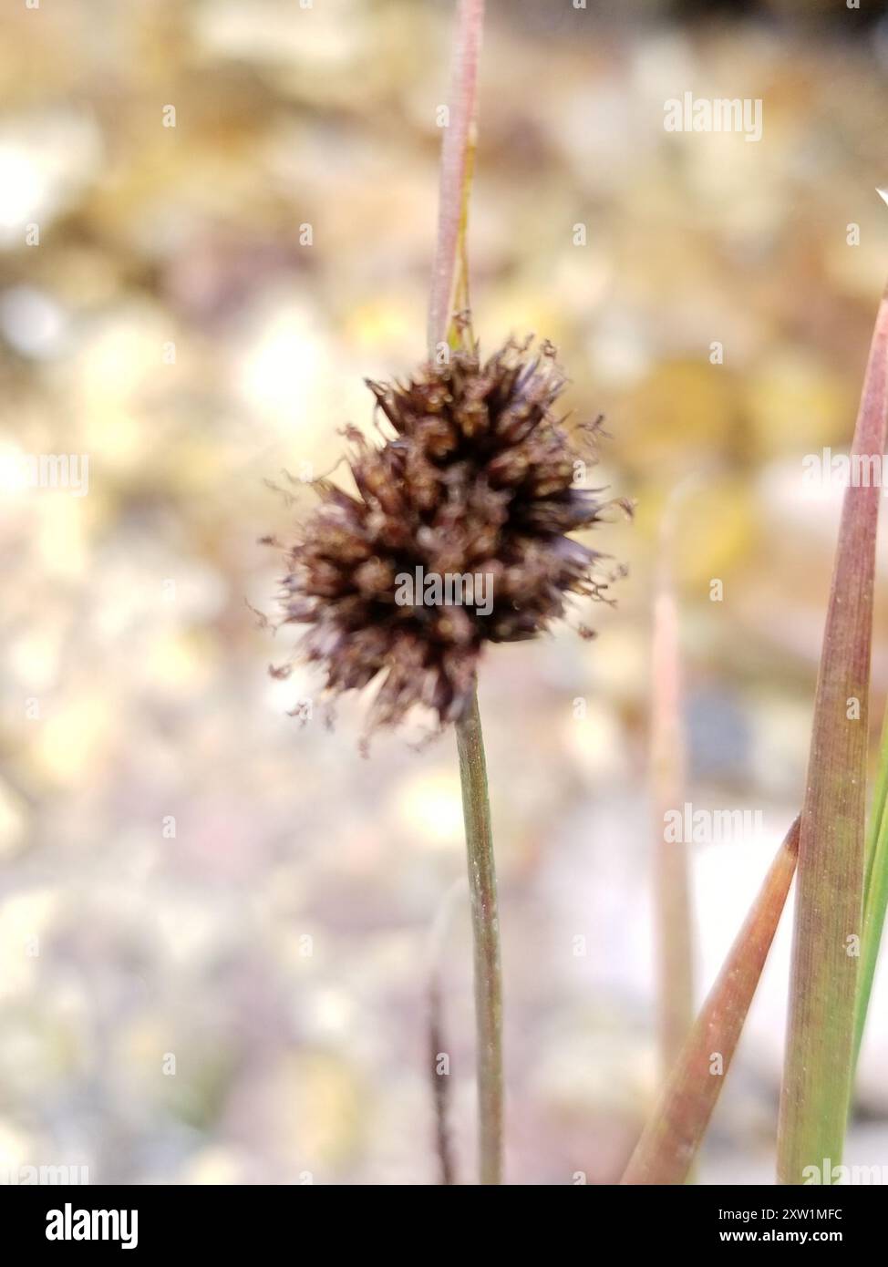 Star Grasses (Ficinia) Plantae Stock Photo - Alamy