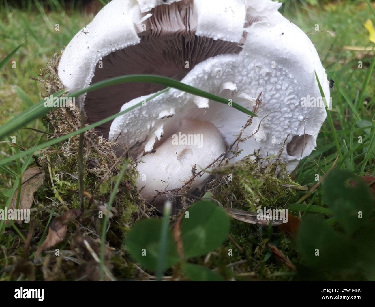 Meadow Mushroom (Agaricus campestris) Fungi Stock Photo - Alamy