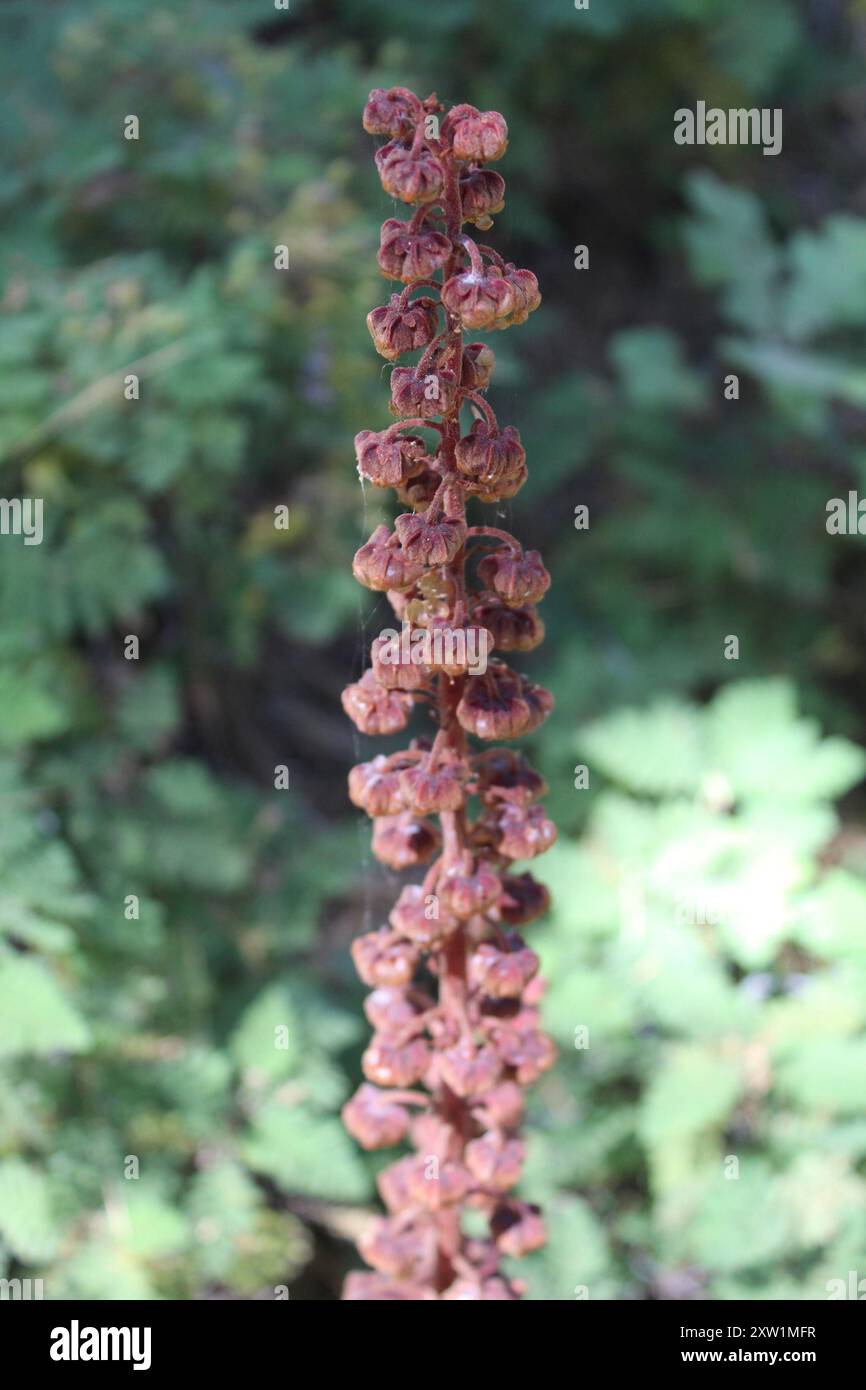 woodland pinedrops (Pterospora andromedea) Plantae Stock Photo - Alamy