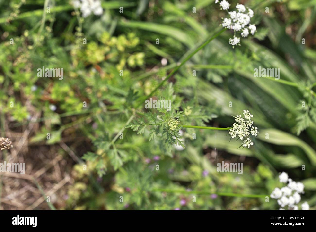 upright hedge-parsley (Torilis japonica) Plantae Stock Photo - Alamy
