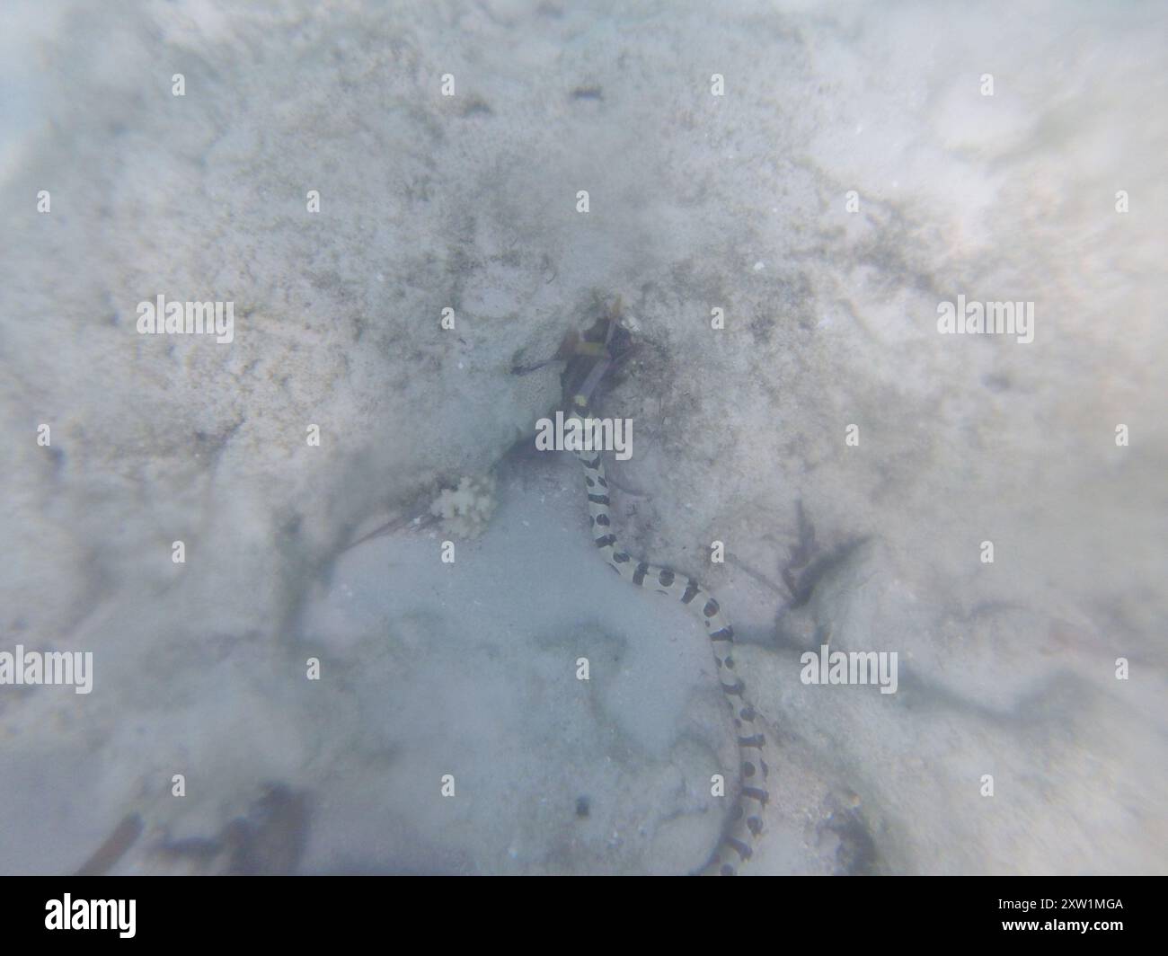 Banded Snake Eel (Myrichthys colubrinus) Actinopterygii Stock Photo - Alamy