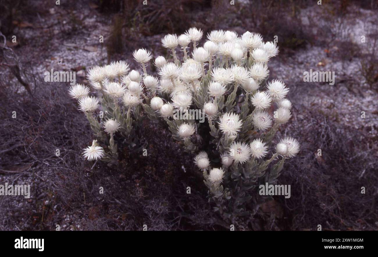 Cape Snow (Syncarpha vestita) Plantae Stock Photo - Alamy