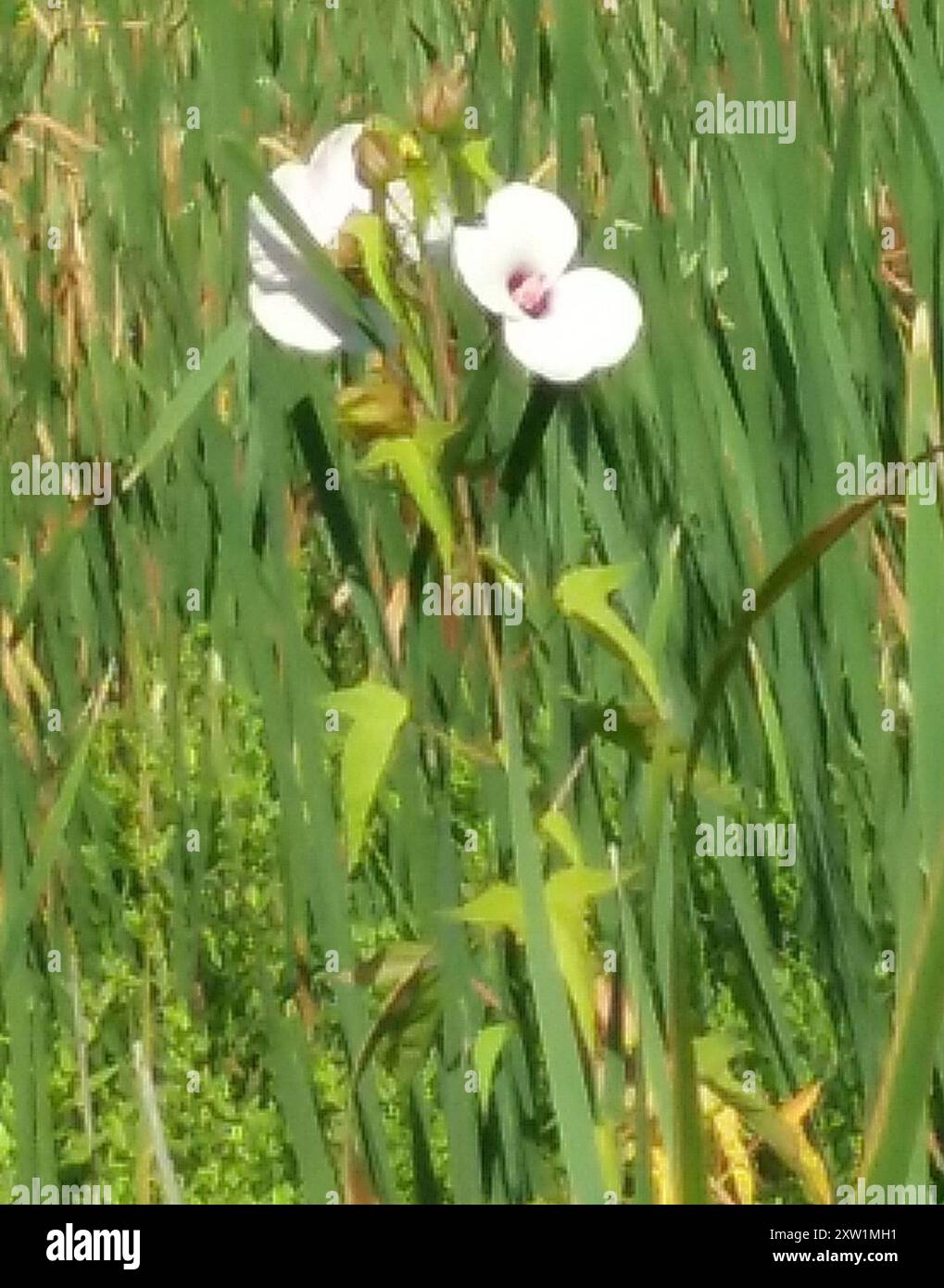 Halberd-leaf Rosemallow (Hibiscus laevis) Plantae Stock Photo - Alamy