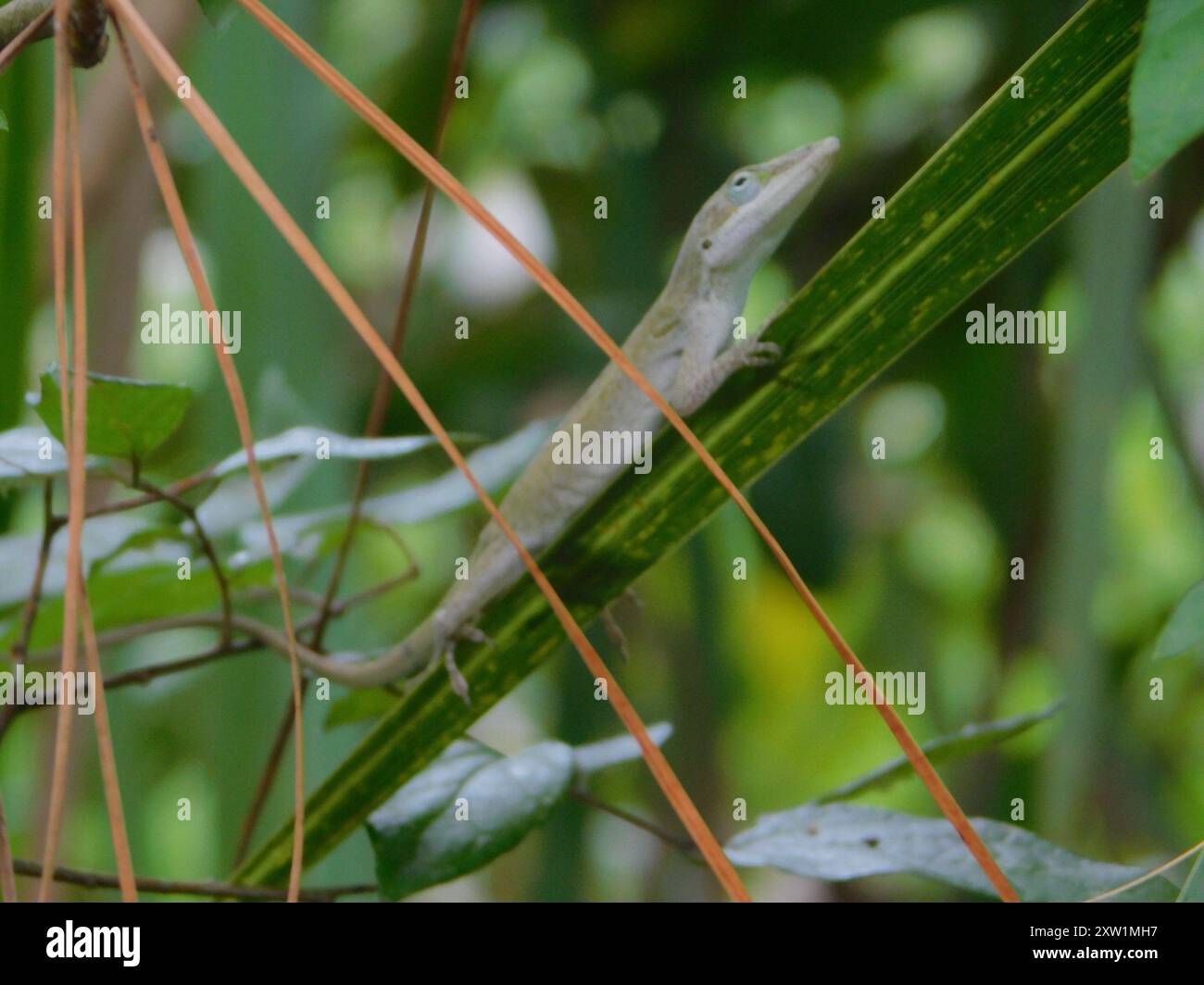 Green Anole (Anolis carolinensis) Reptilia Stock Photo - Alamy