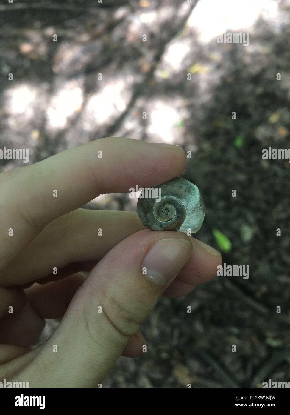 Marsh Ramshorn (Planorbella trivolvis) Mollusca Stock Photo - Alamy