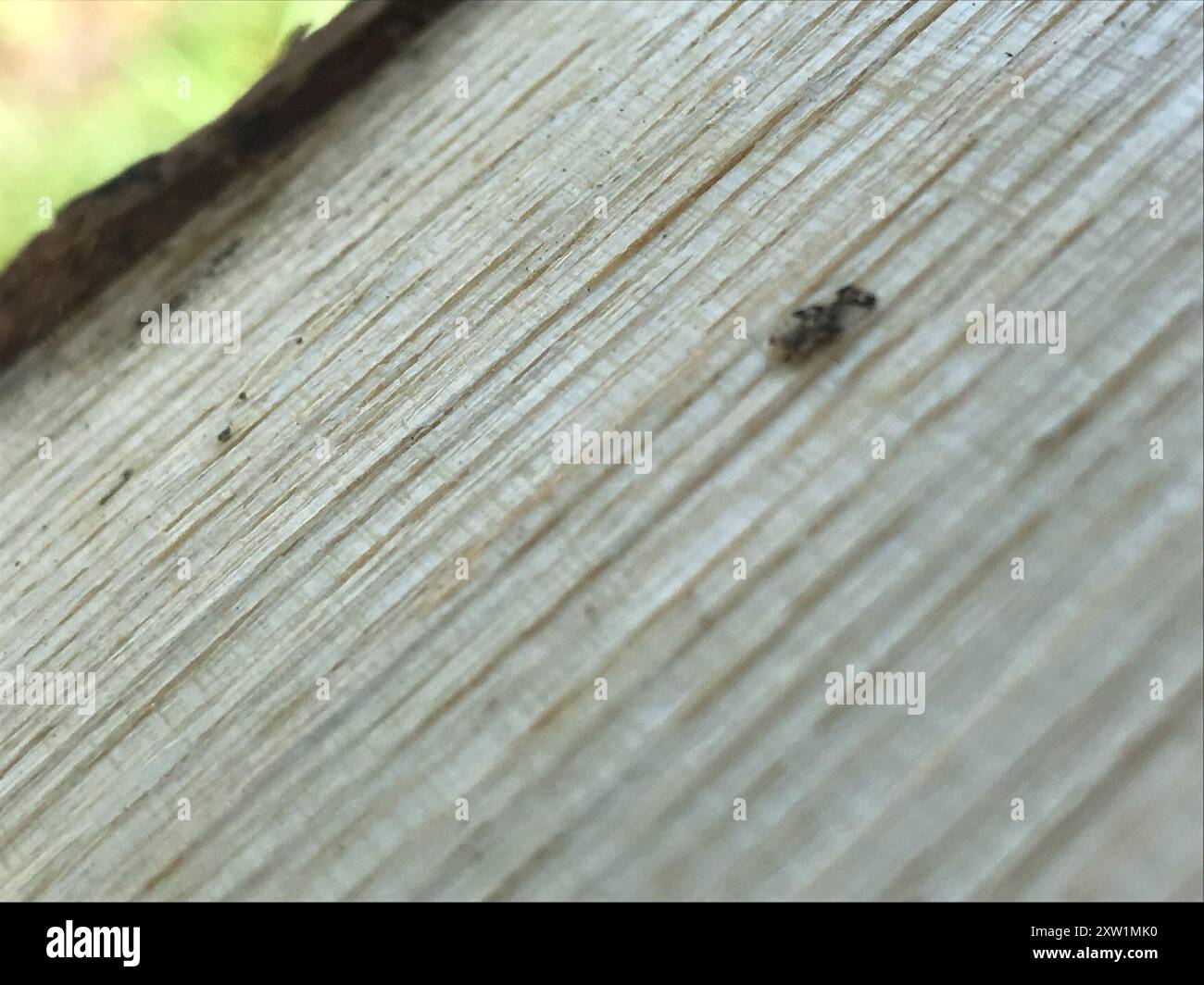 Lace Bugs (Tingidae) Insecta Stock Photo - Alamy